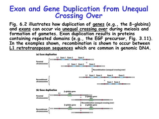 Genes, Genomics, and Chromosomes computational biology introduction .ppt