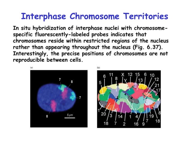 13-miller-chap-6b-lecture.ppt