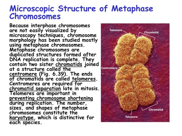 13-miller-chap-6b-lecture.ppt