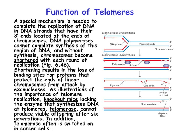 13-miller-chap-6b-lecture.ppt | Free Download