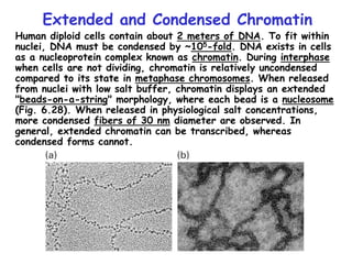 13-miller-chap-6b-lecture.ppt