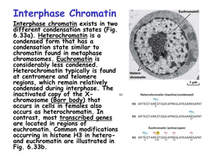 13-miller-chap-6b-lecture.ppt
