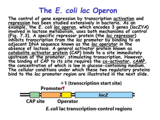 13-miller-chap-7a-lecture.ppt