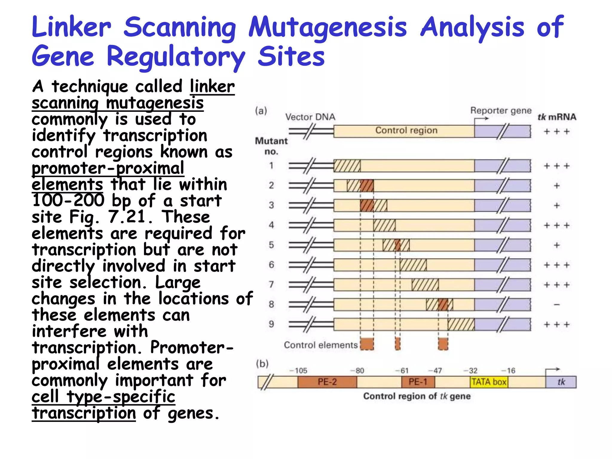 13-miller-chap-7b-lecture.ppt