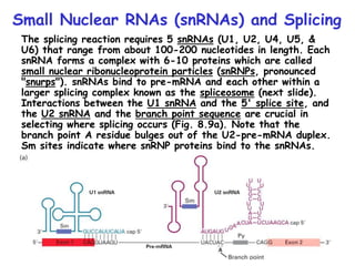 13-miller-chap-8-lecture (1).ppt