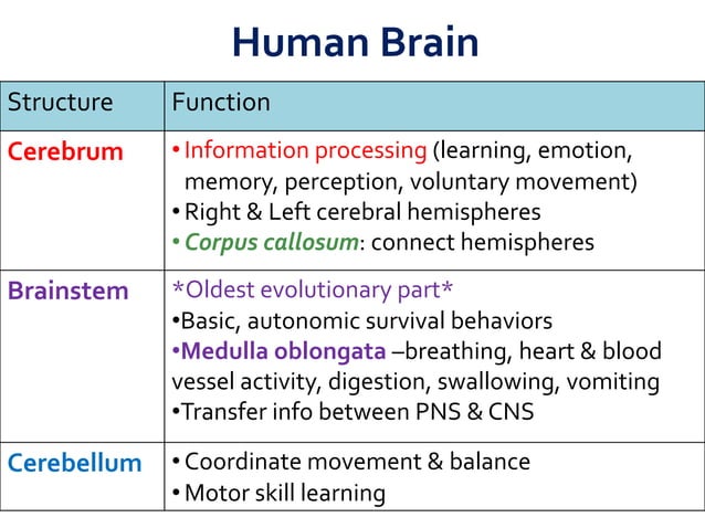 13-Nervous-System from stem strand, learn now | PPT