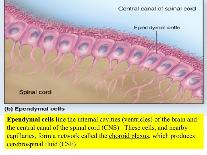 13 Nervous Tissue