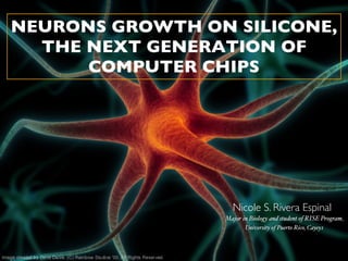 13 nicole neurons growing on silicon presentation | PDF