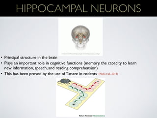 13 nicole neurons growing on silicon presentation | PDF