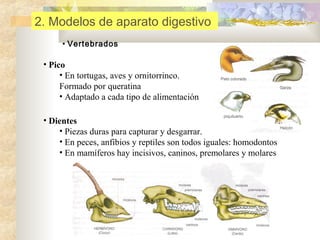 13 nutrición animal i - digestivo | PPT