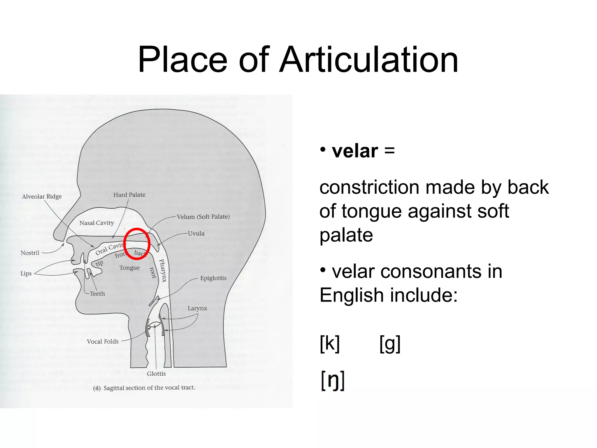 13 phonetics iii | PPT