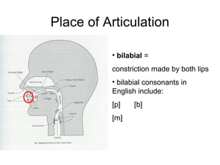 13 phonetics iii | PPT