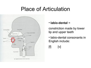 13 phonetics iii | PPT