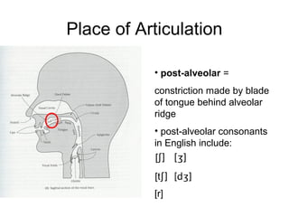 13 phonetics iii | PPT