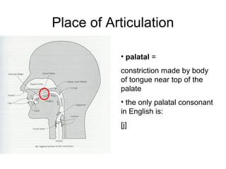 13 phonetics iii | PPT