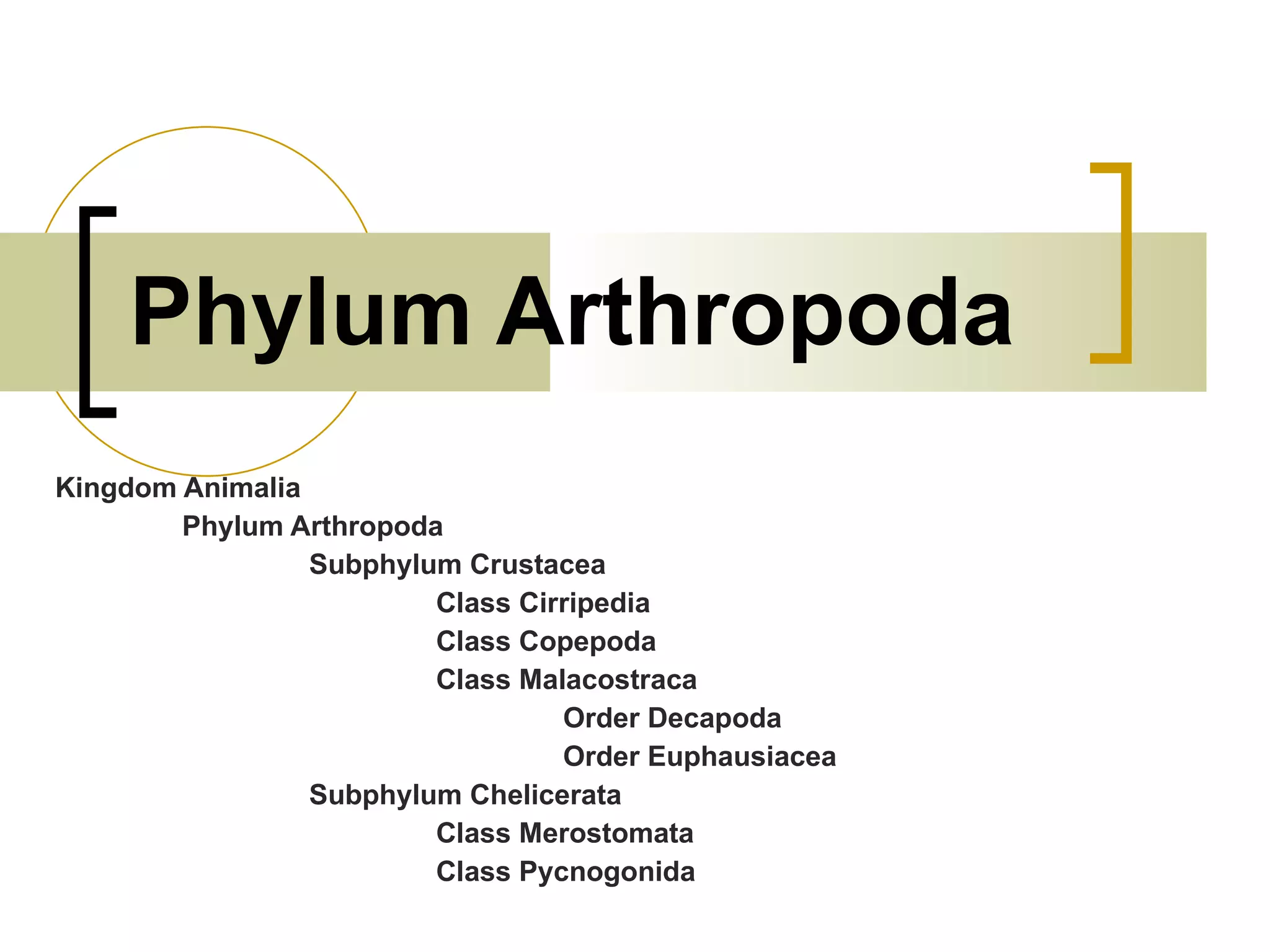 13. Phylum Arthropoda Notes | PPT