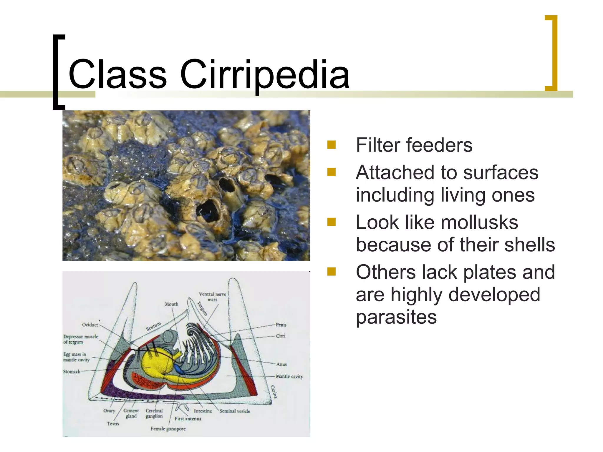 13. Phylum Arthropoda Notes | PPT