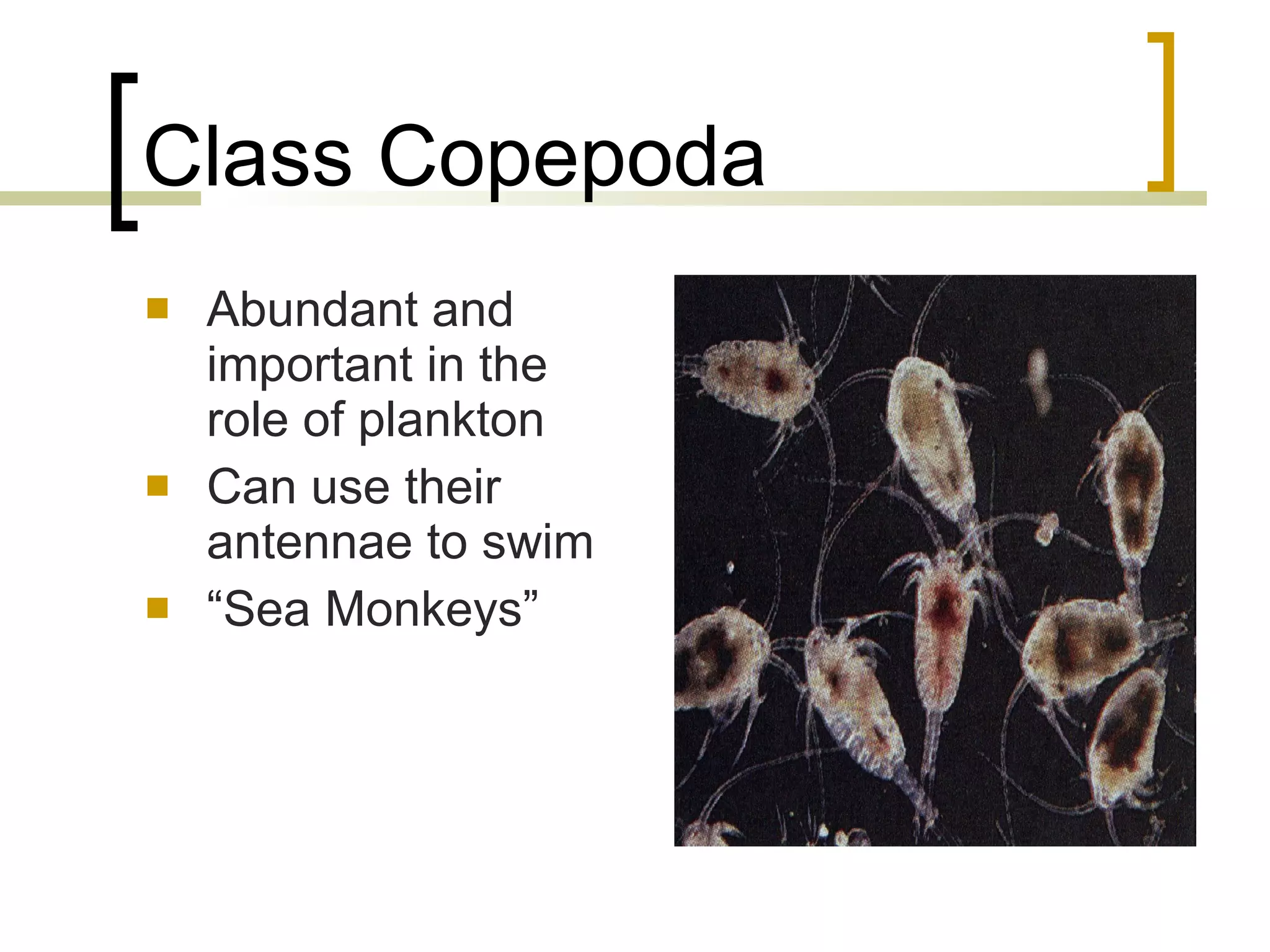 13. Phylum Arthropoda Notes | PPT