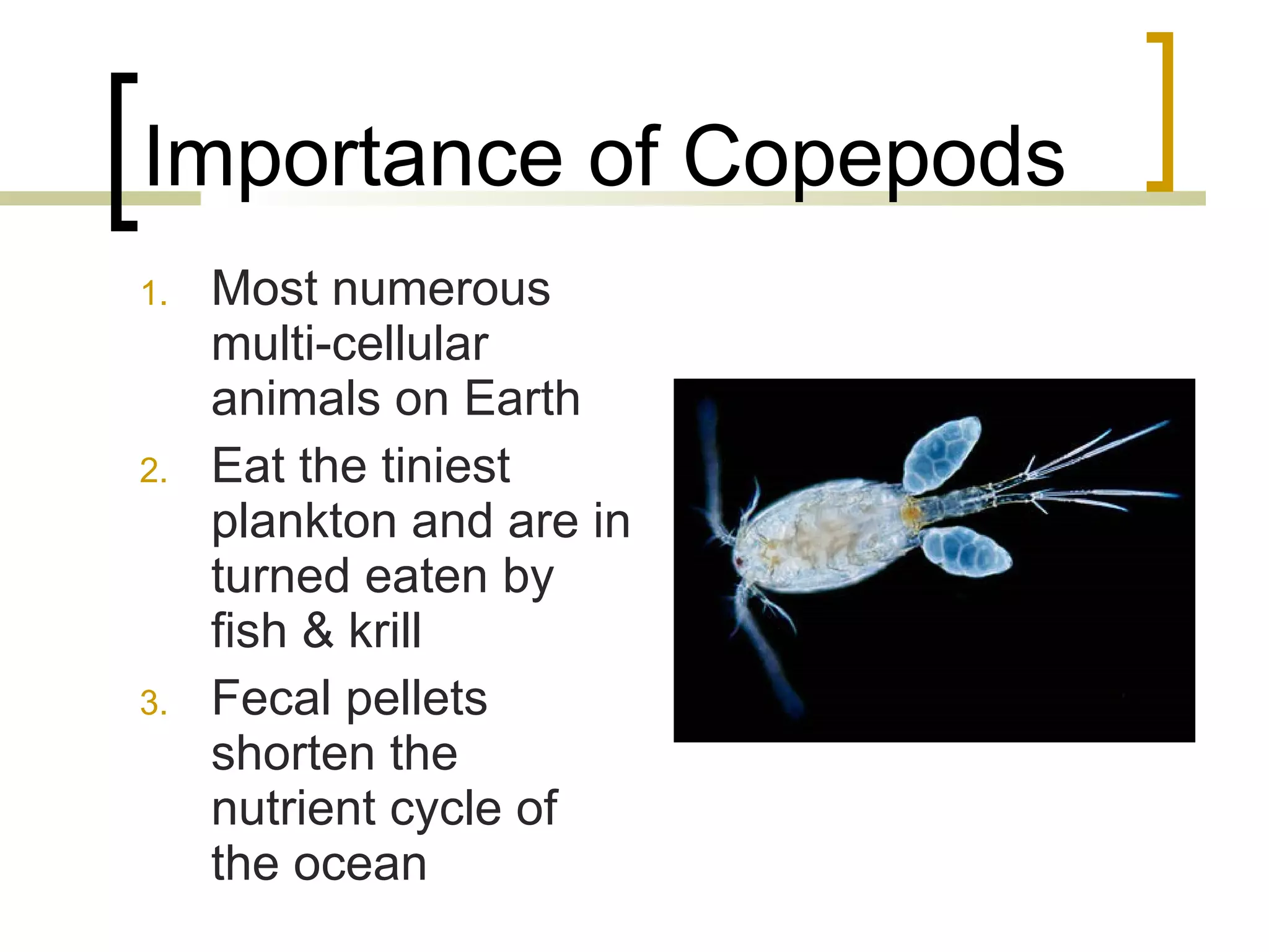 13. Phylum Arthropoda Notes | PPT