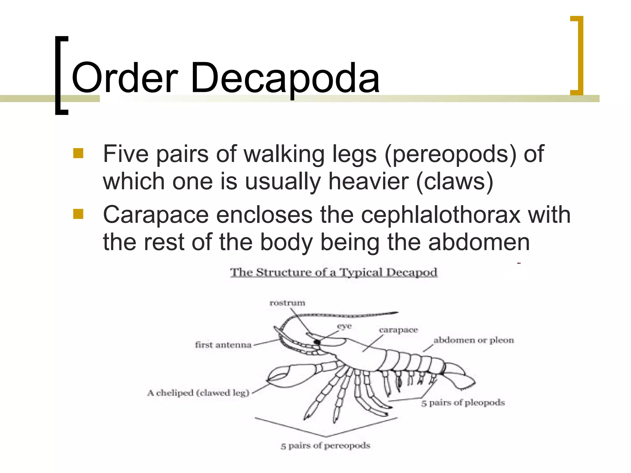 13. Phylum Arthropoda Notes | PPT