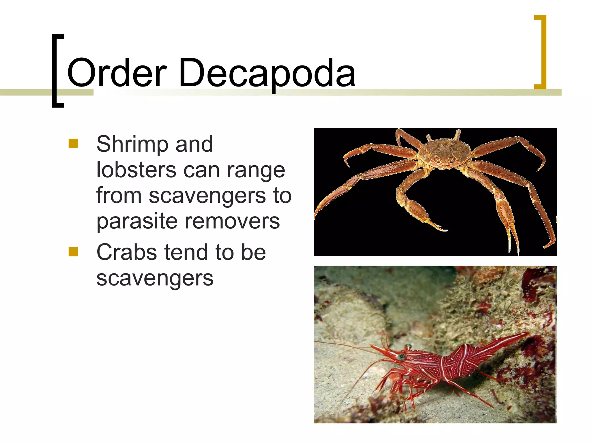 13. Phylum Arthropoda Notes | PPT