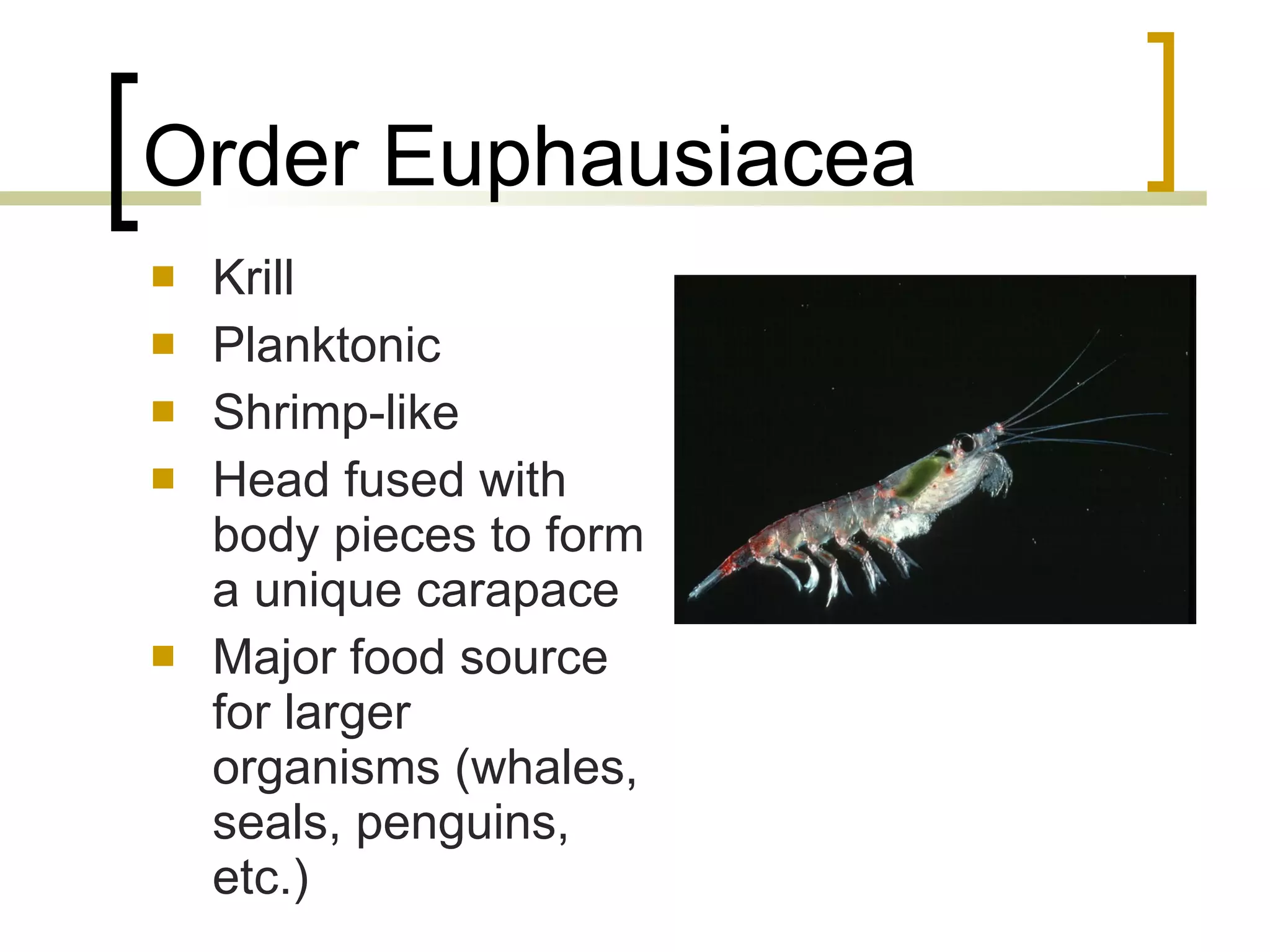 13. Phylum Arthropoda Notes | PPT