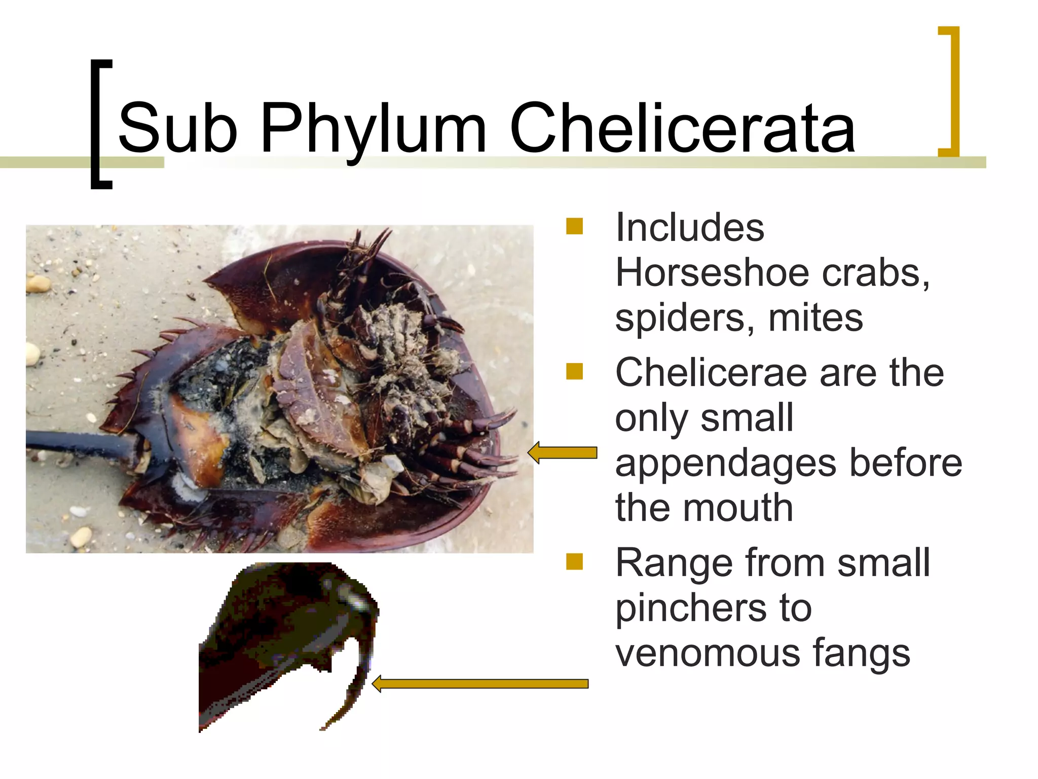13. Phylum Arthropoda Notes | PPT