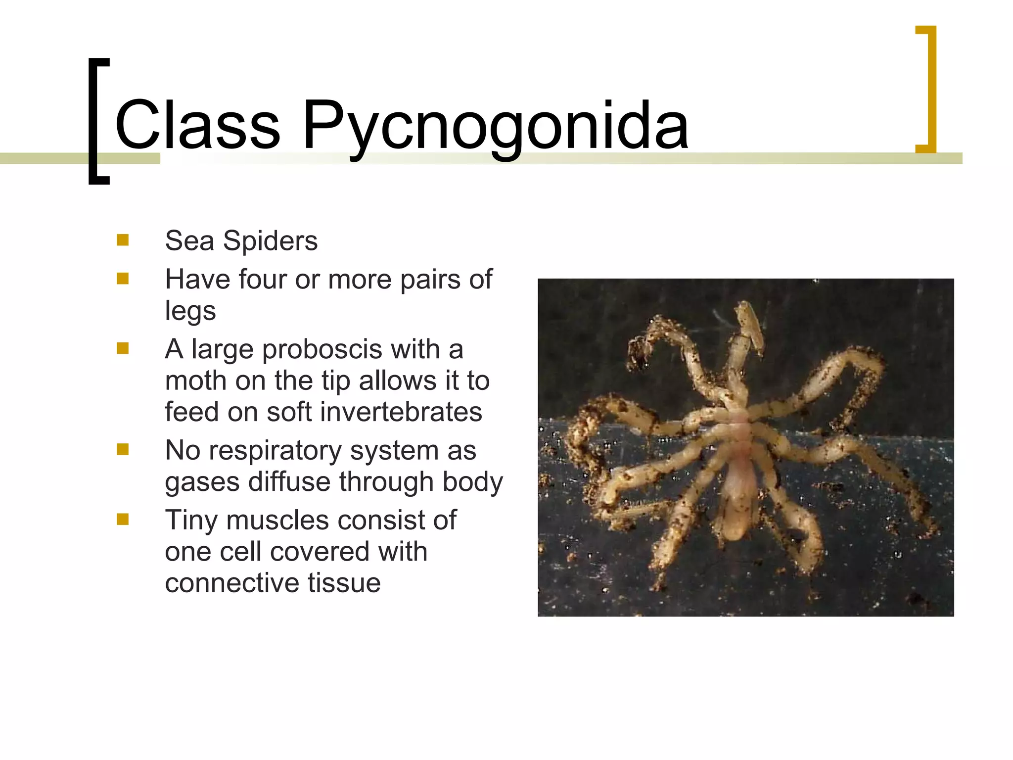 13. Phylum Arthropoda Notes | PPT