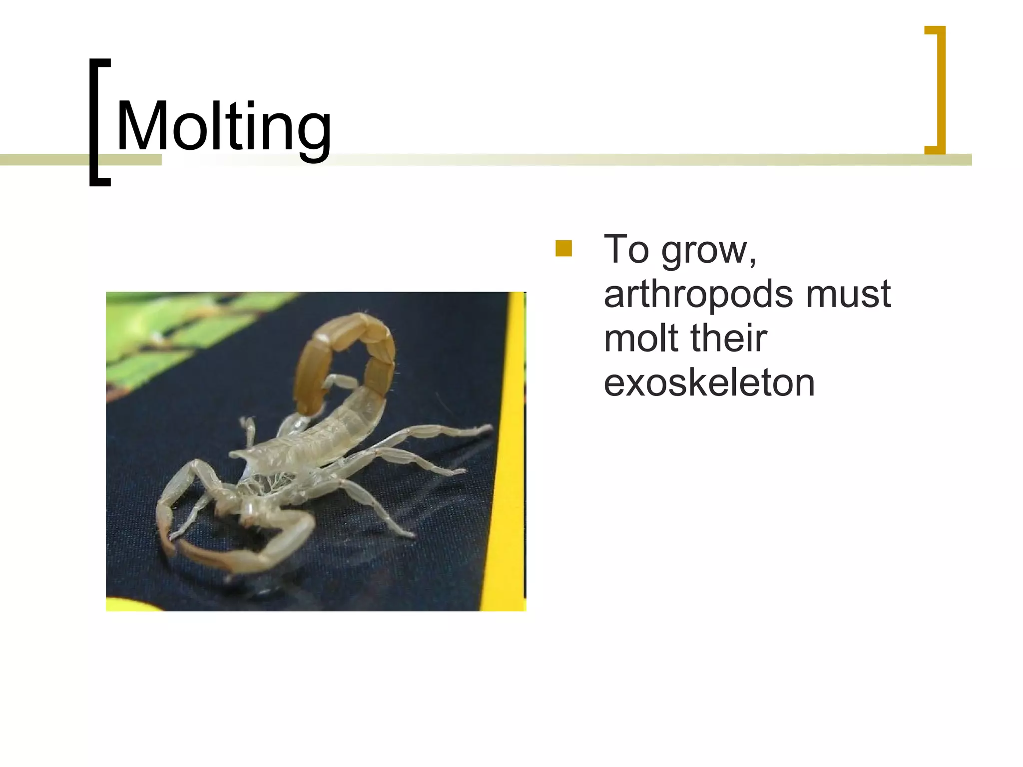 13. Phylum Arthropoda Notes | PPT