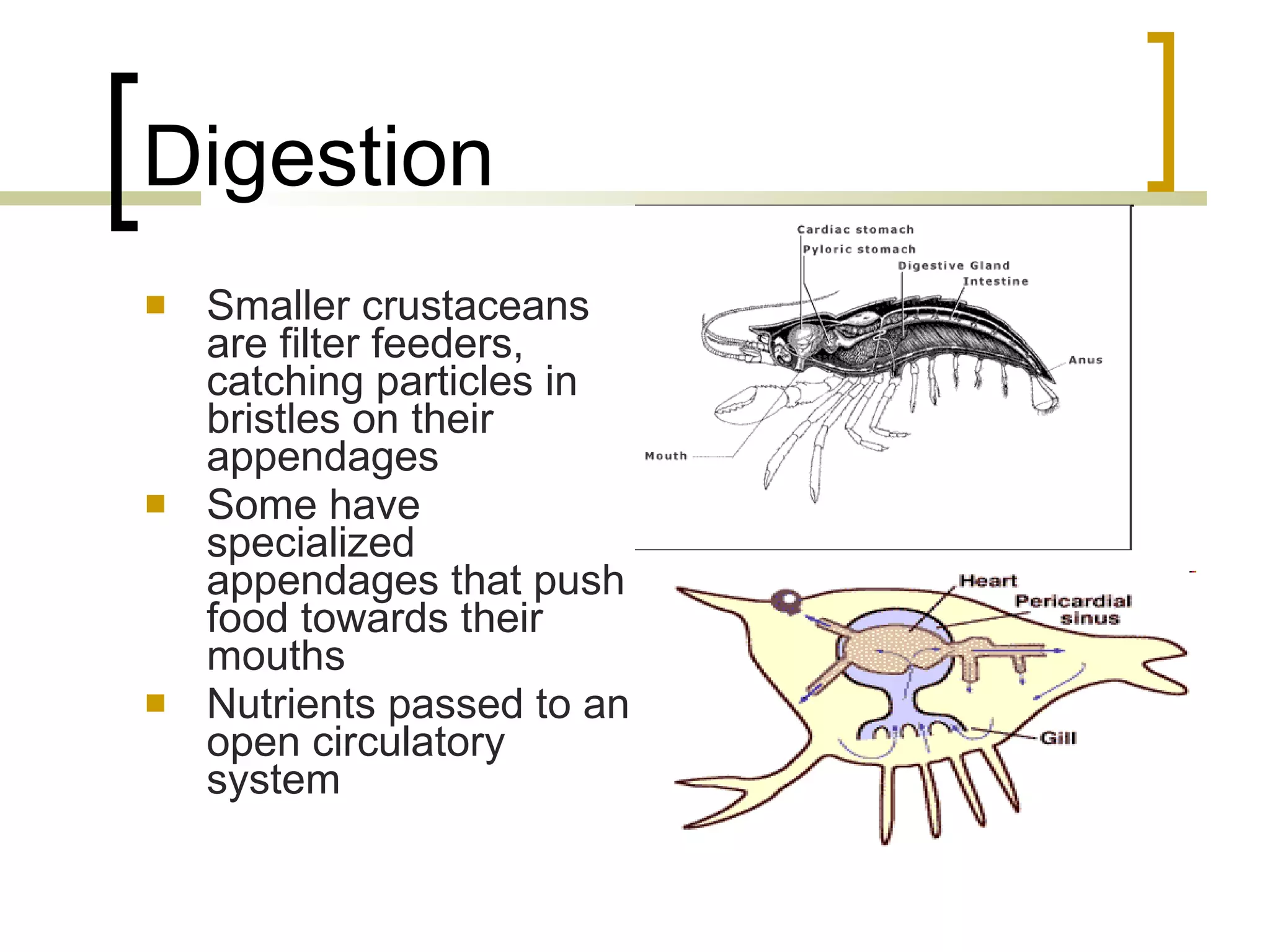 13. Phylum Arthropoda Notes | PPT