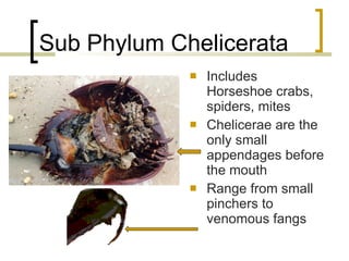 13. Phylum Arthropoda Notes | PPT