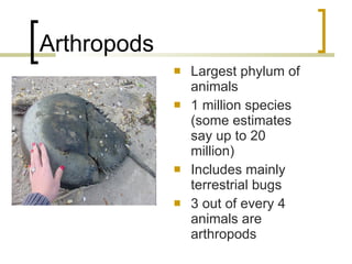 13. Phylum Arthropoda Notes | PPT