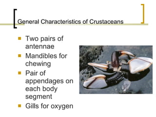 13. Phylum Arthropoda Notes | PPT
