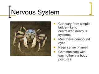 13. Phylum Arthropoda Notes | PPT