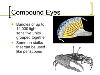 13. Phylum Arthropoda Notes | PPT