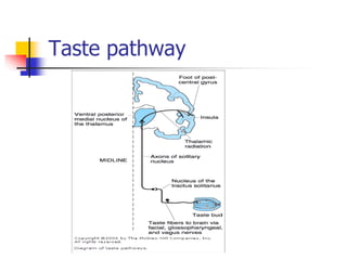 13- Physiology of Taste and Smell (5).ppt