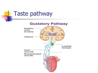 13- Physiology of Taste and Smell (5).ppt