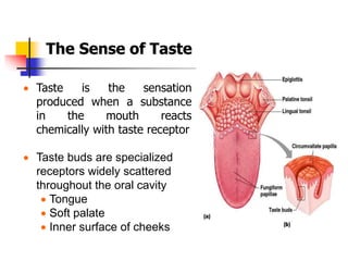 13- Physiology of Taste and Smell (5).ppt