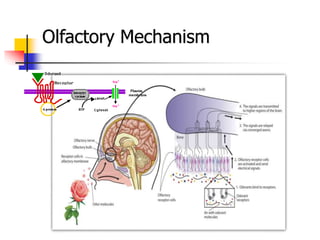 13- Physiology of Taste and Smell (5).ppt