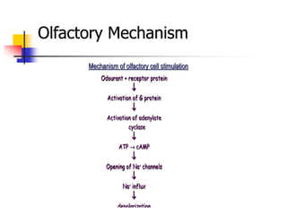 13- Physiology of Taste and Smell (5).ppt