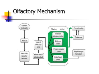 13- Physiology of Taste and Smell (5).ppt