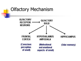 13- Physiology of Taste and Smell (5).ppt
