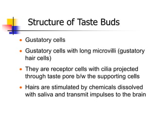 13- Physiology of Taste and Smell (5).ppt