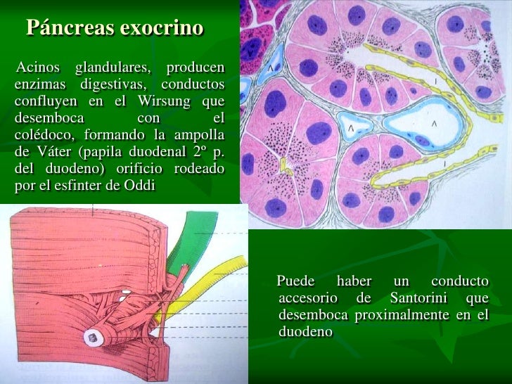 La porción exocrina del páncreas células organizadas - Ergonomia