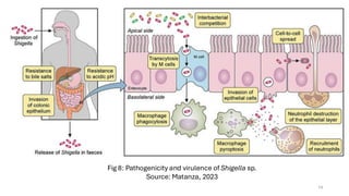 Shigellosis: Causes, Symptoms, Diagnosis, and Treatment | PDF