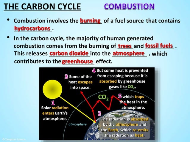 The Carbon Cycle by Tangstar Science | PPT