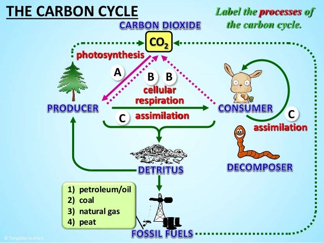 The Carbon Cycle by Tangstar Science