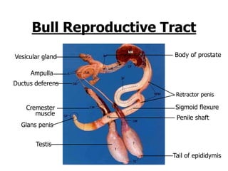 13 ther 608 anzar-transport in female tract | PPT