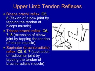 13 - Upper limb nerve injuries.ppt