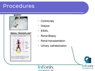 13-URINARY_SYSTEM.pps (1).pdf